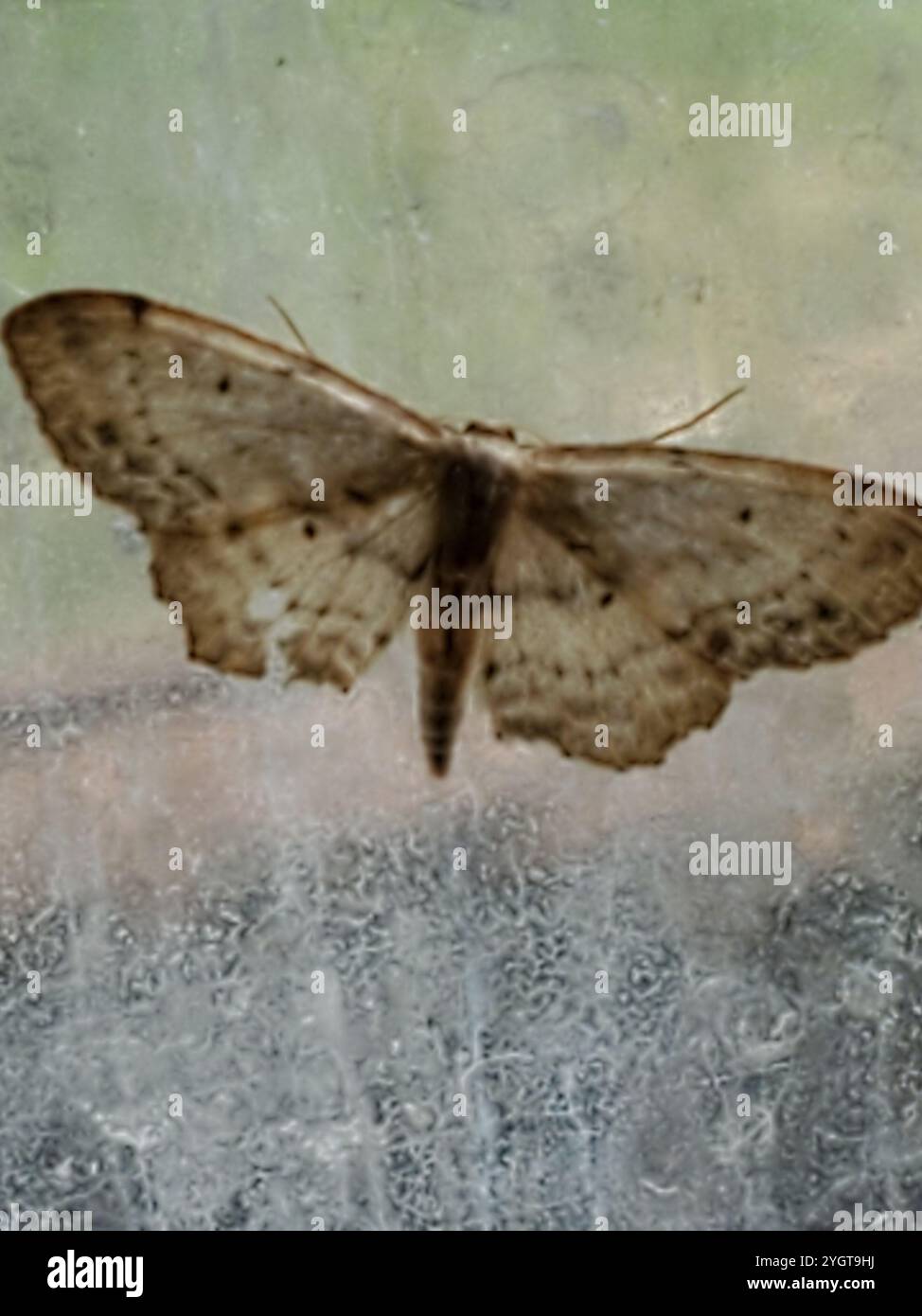 Geometer Moths (Geometridae Stock Photo - Alamy