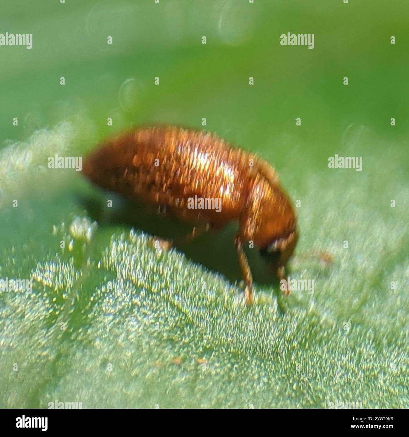Cucujiform Beetles (Cucujiformia Stock Photo - Alamy