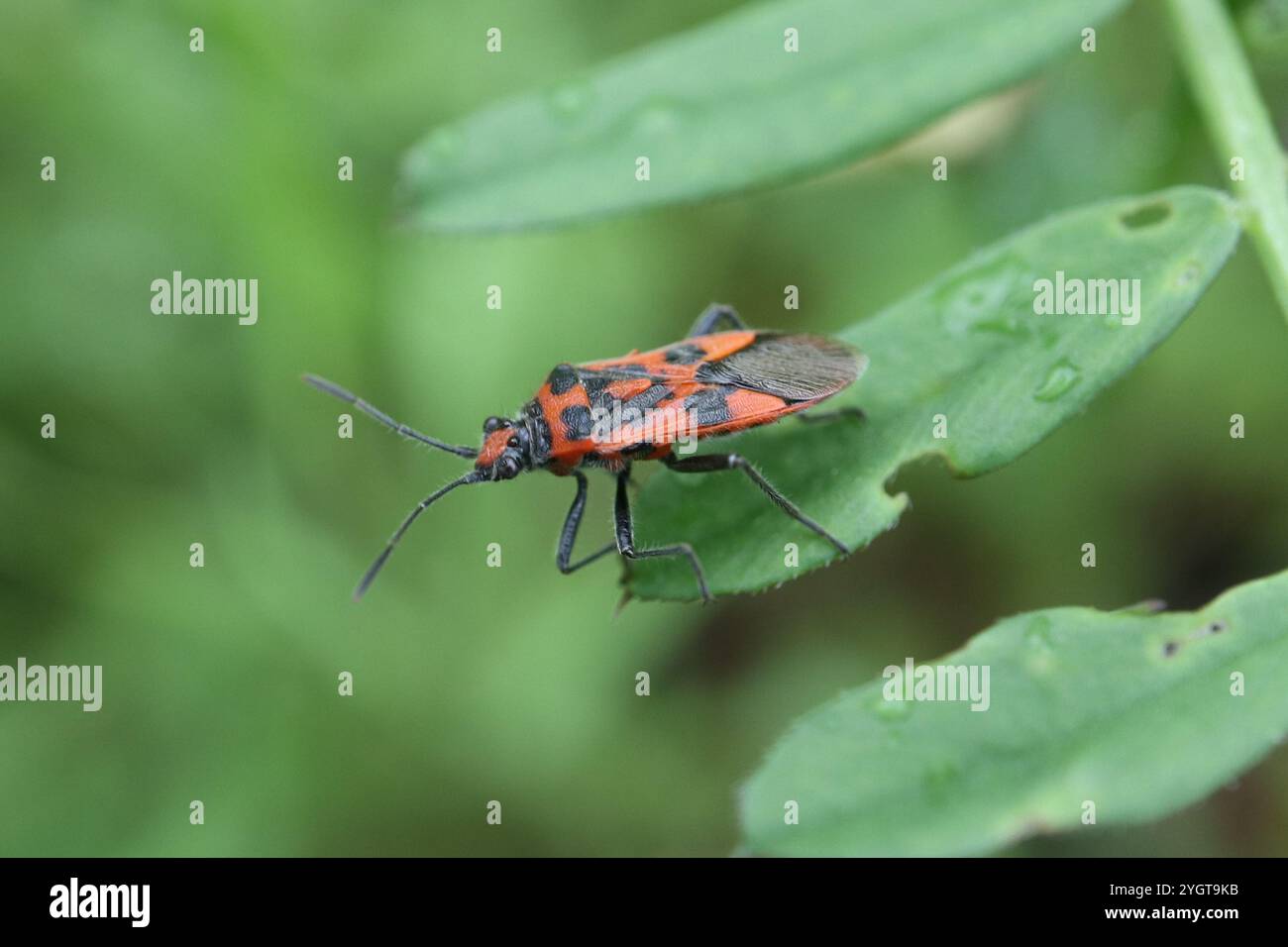 Spotted firebug hi-res stock photography and images - Alamy