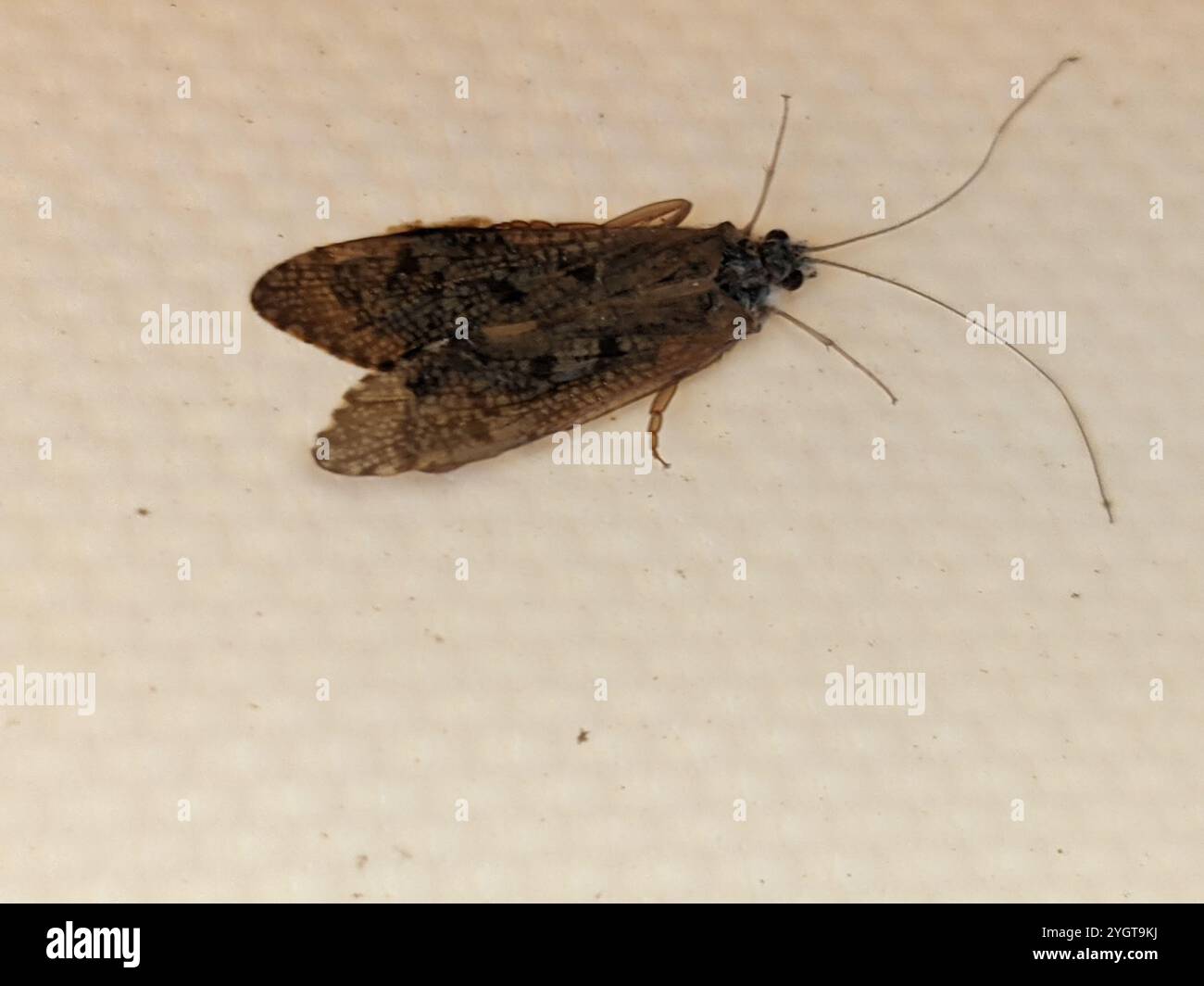 Hydropsyche hi-res stock photography and images - Alamy