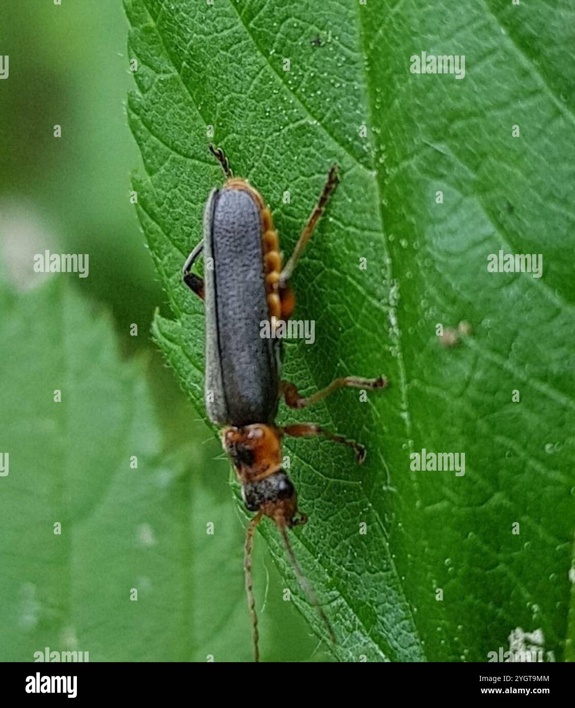 Rustic Sailor Beetle (Cantharis rustica Stock Photo - Alamy