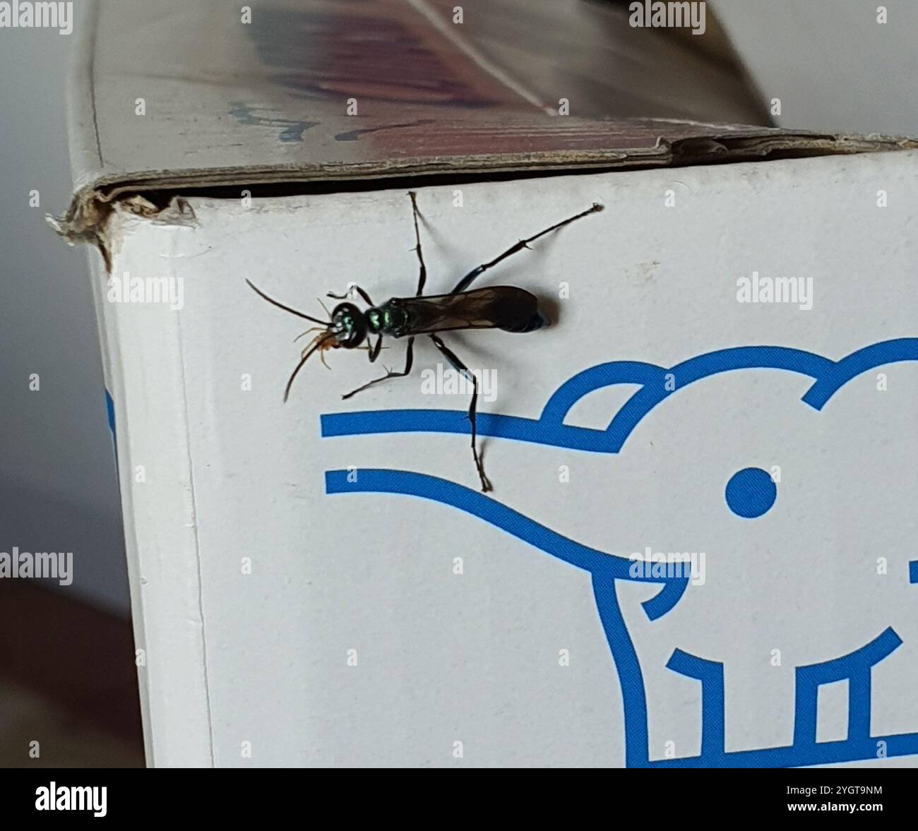 Blue mud dauber wasps hi-res stock photography and images - Alamy