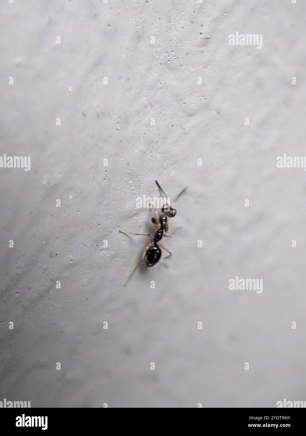 Pincer Wasps (Dryinidae Stock Photo - Alamy