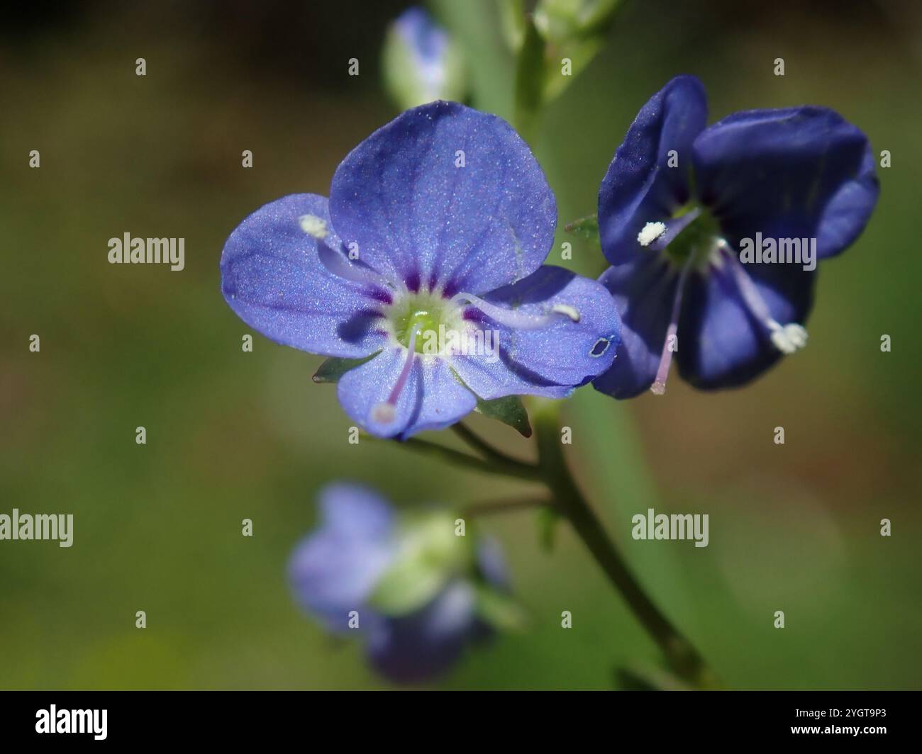 American brooklime (Veronica americana Stock Photo - Alamy