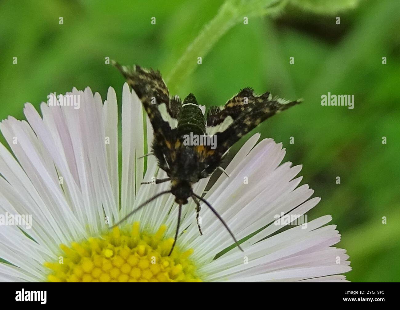 Spotted Thyris Moth (Thyris maculata Stock Photo - Alamy