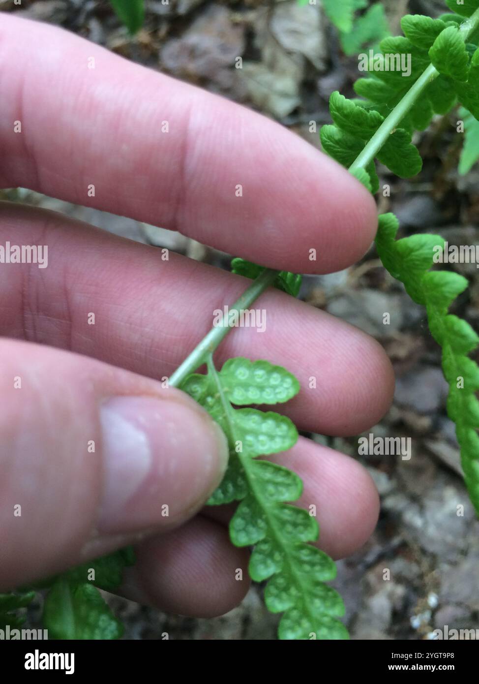 crested wood fern (Dryopteris cristata Stock Photo - Alamy