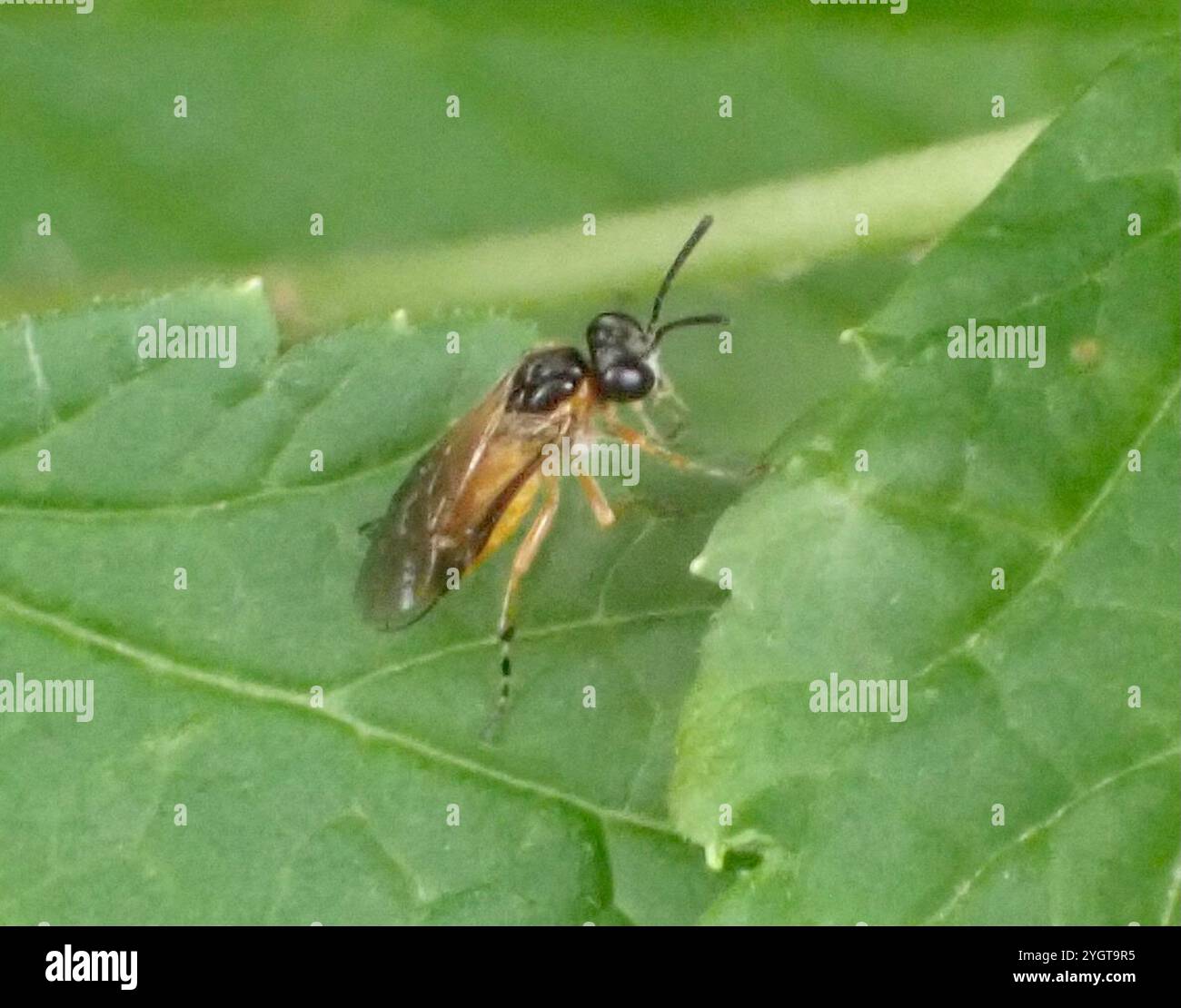 Tigress Sawflies (Athalia Stock Photo - Alamy
