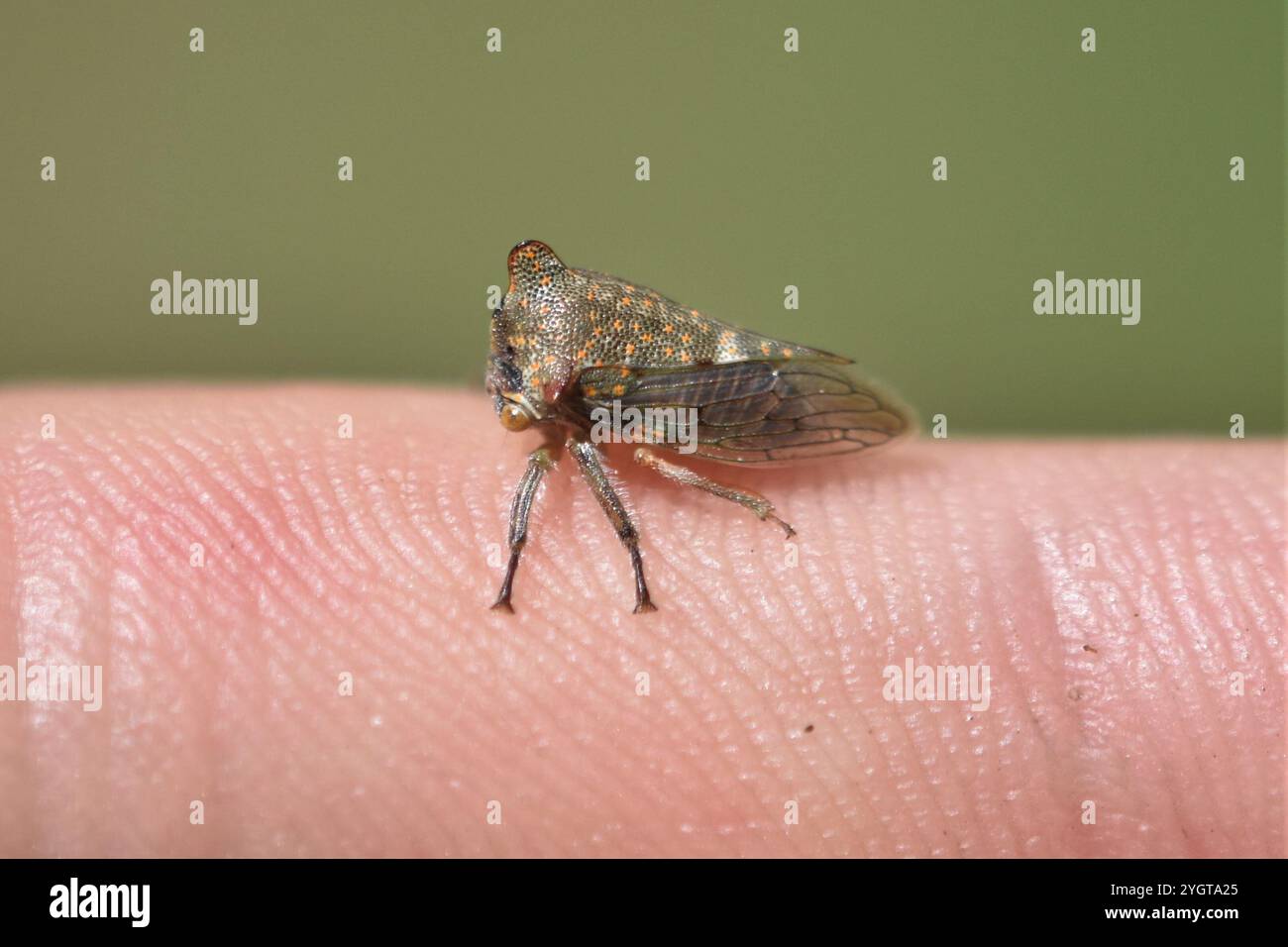 Oak Treehopper (Platycotis vittata Stock Photo - Alamy