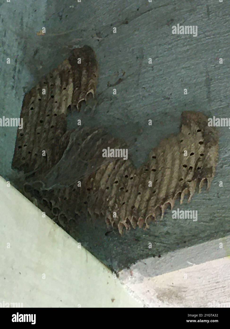 Organ-pipe Mud-dauber Wasp (Trypoxylon politum Stock Photo - Alamy