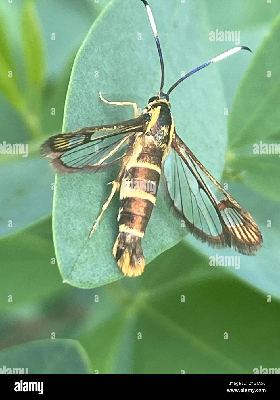 Ironweed Clearwing Moth (Carmenta bassiformis Stock Photo - Alamy