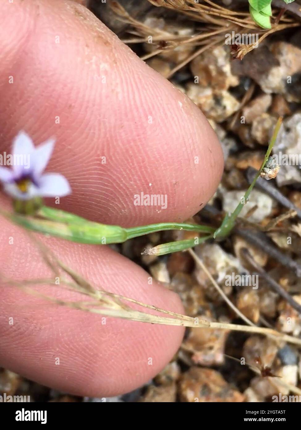 Pigroot hi-res stock photography and images - Alamy