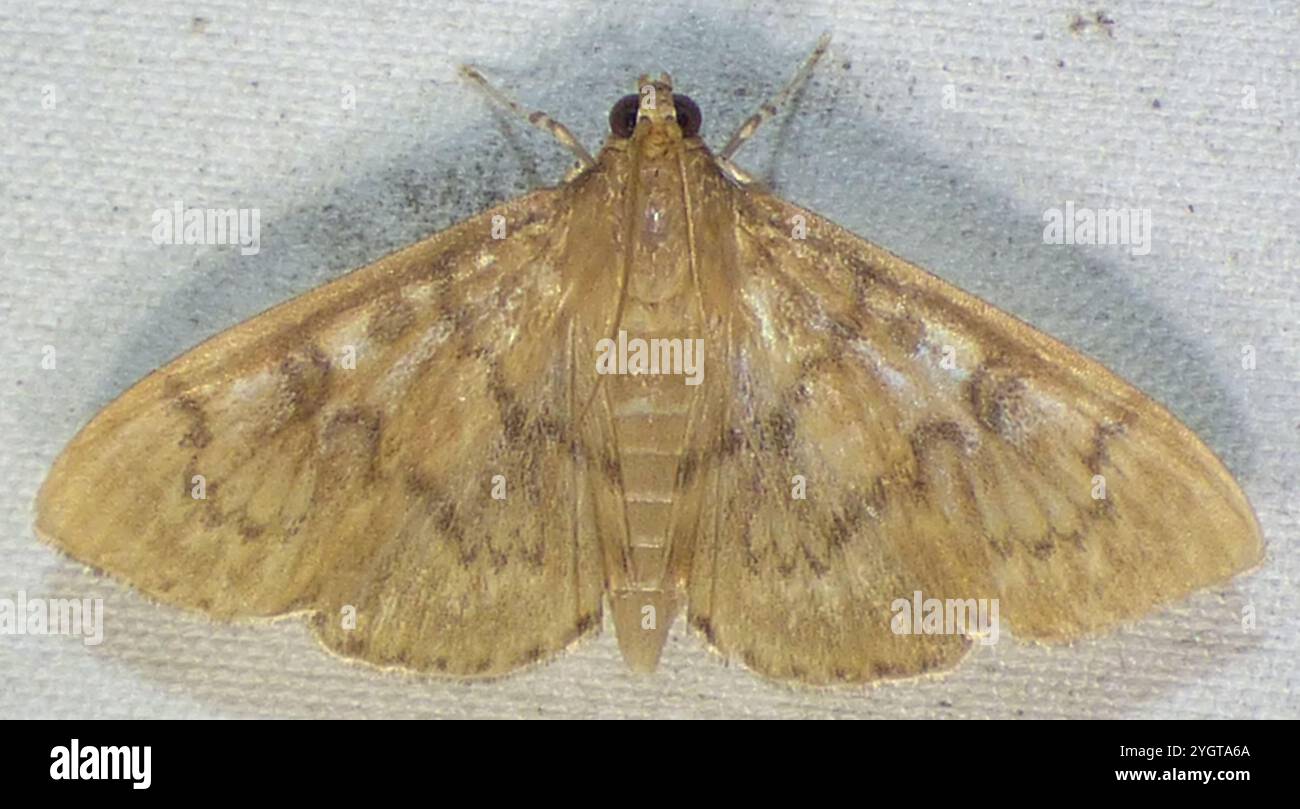 Psara hi-res stock photography and images - Alamy