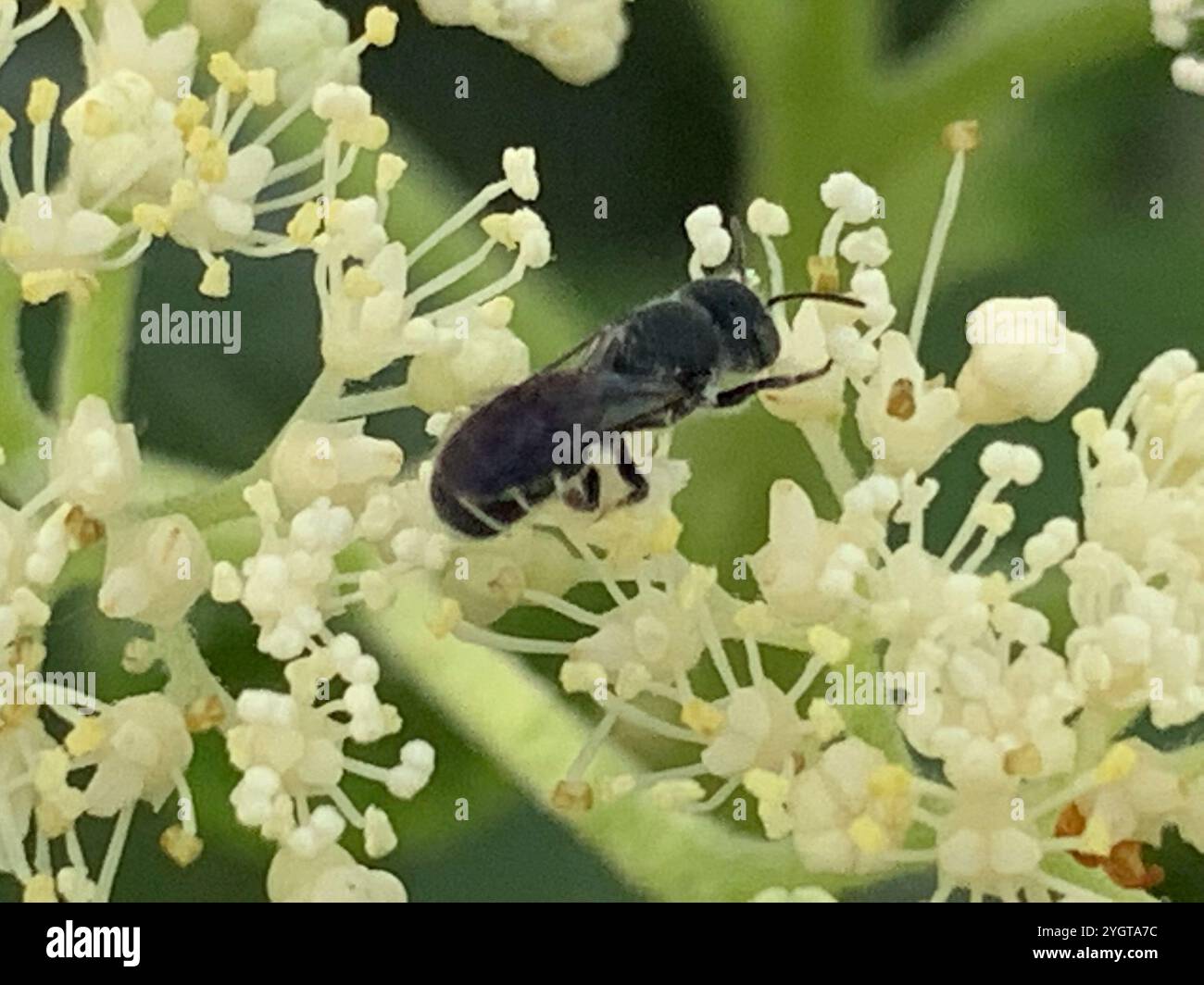 Armored-Resin bees (Heriades Stock Photo - Alamy
