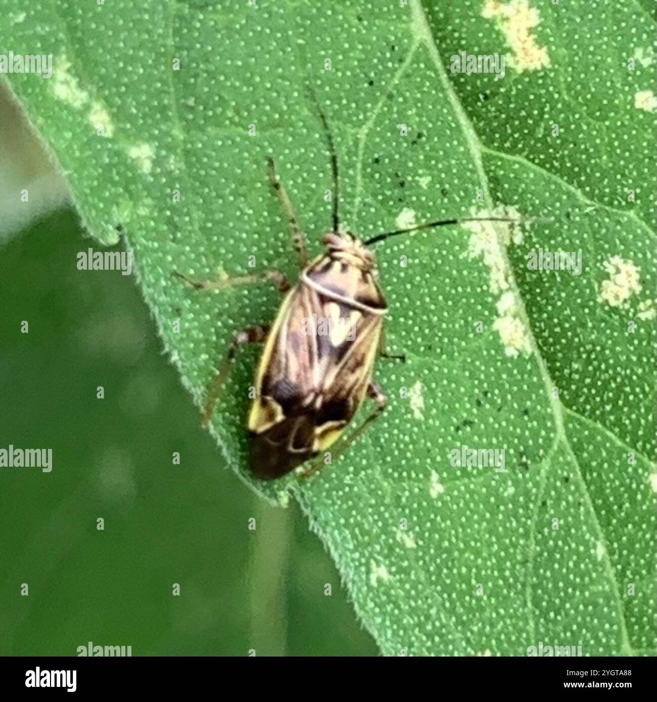 North American Tarnished Plant Bug (Lygus lineolaris Stock Photo - Alamy