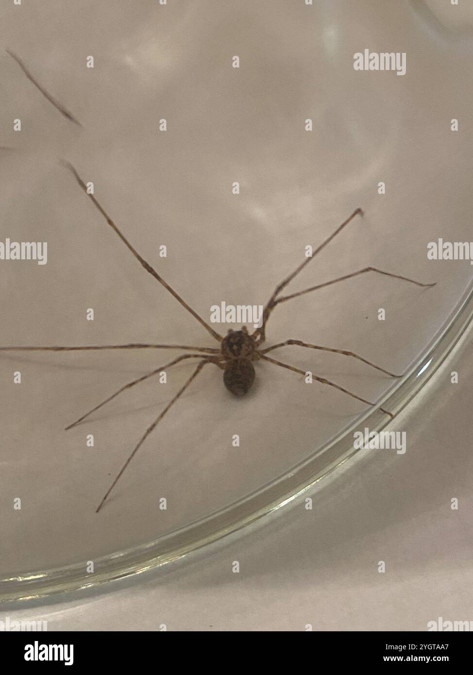 Scytodes hi-res stock photography and images - Alamy