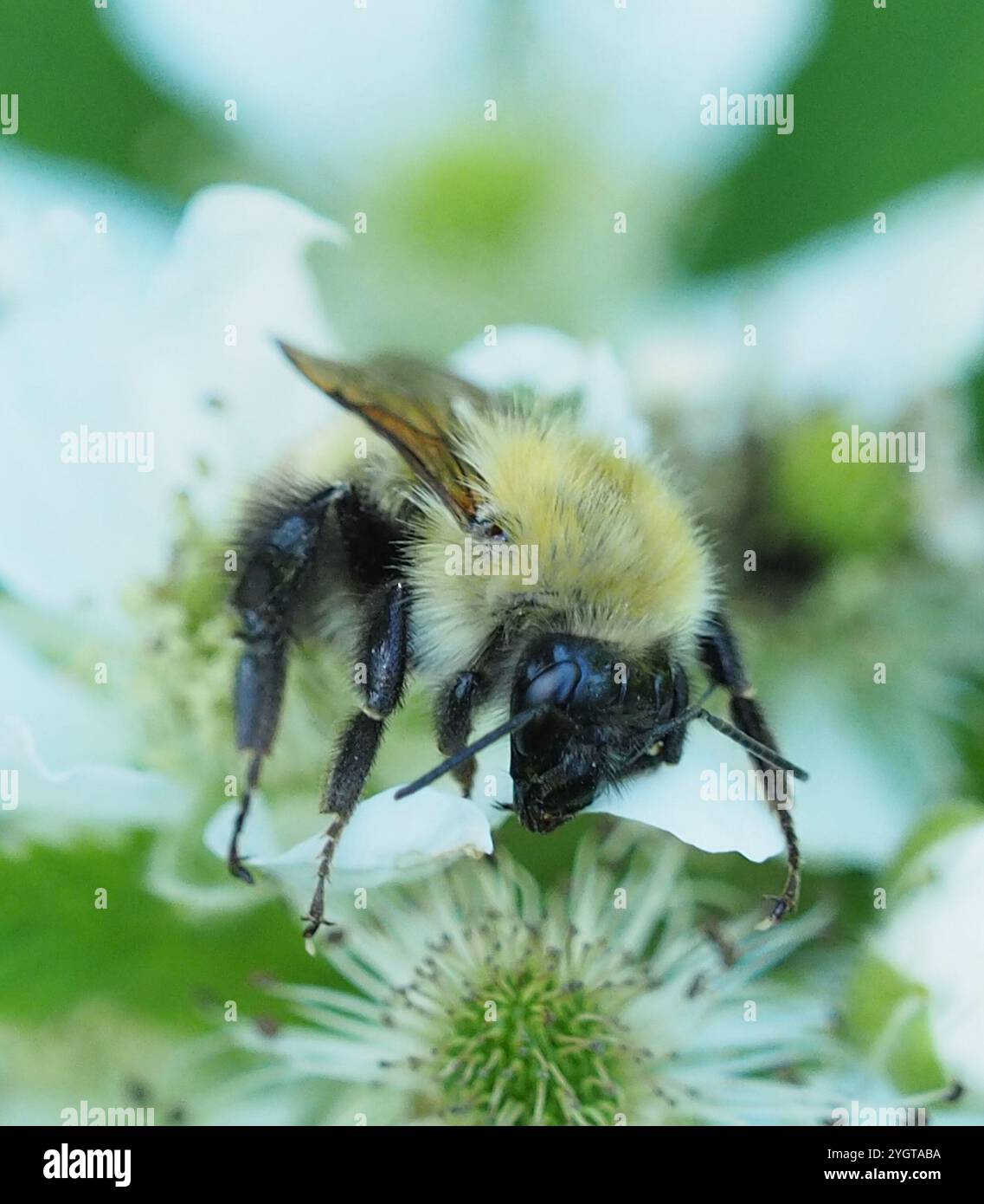 Perplexing Bumble Bee (Bombus perplexus Stock Photo - Alamy