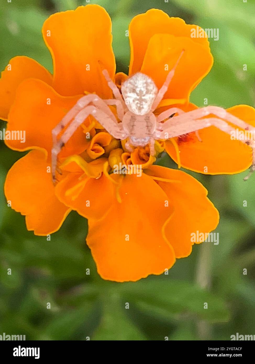 Crab Spiders (Thomisidae Stock Photo - Alamy