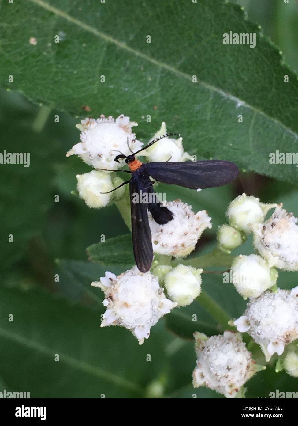 Grapeleaf Skeletonizer Moth (Harrisina americana Stock Photo - Alamy