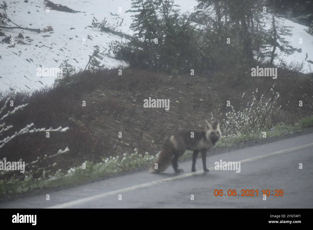 Cascade red fox hi-res stock photography and images - Alamy