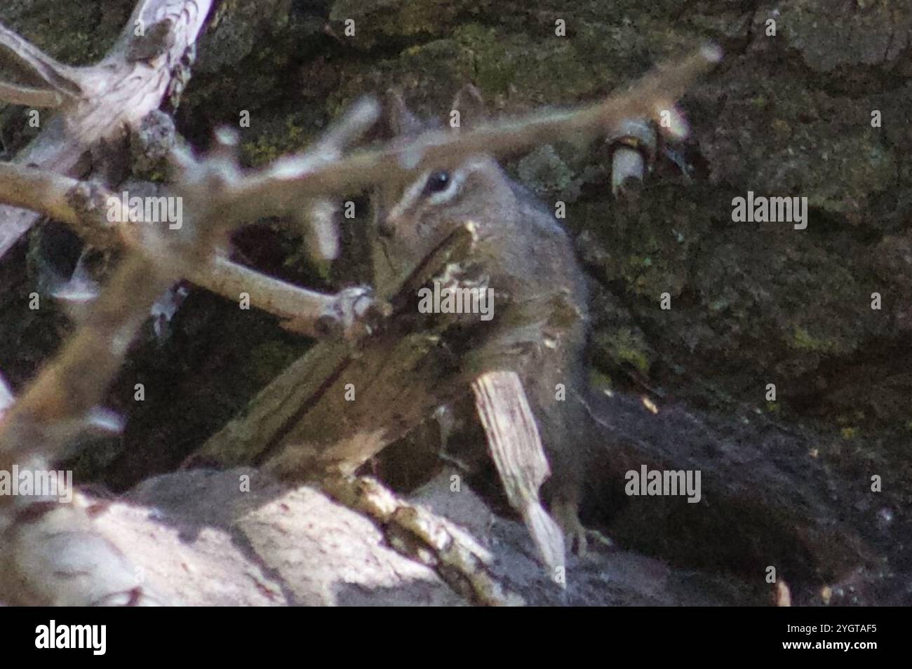 Merriam's chipmunk hi-res stock photography and images - Alamy