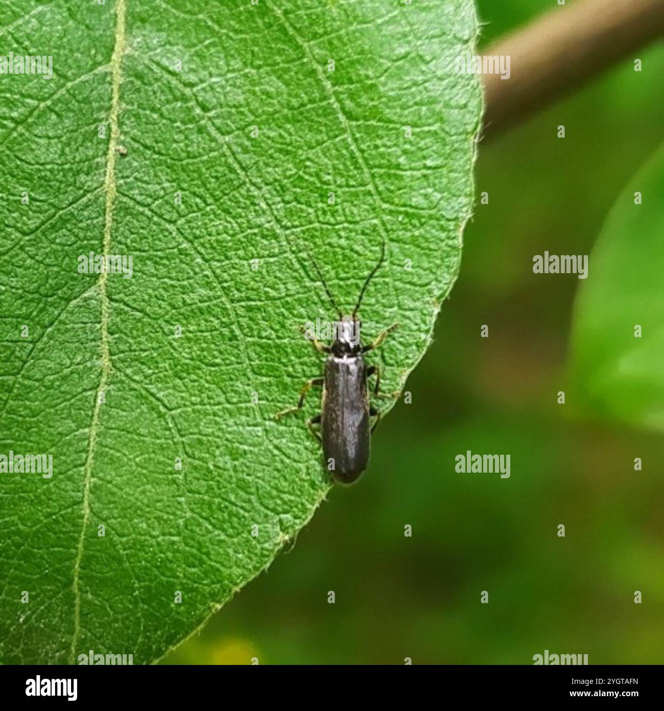 Soldier Beetles (Cantharidae Stock Photo - Alamy