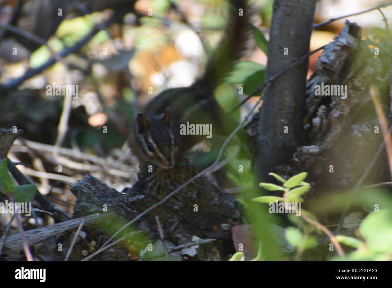 Sonoma Chipmunk (Neotamias sonomae Stock Photo - Alamy
