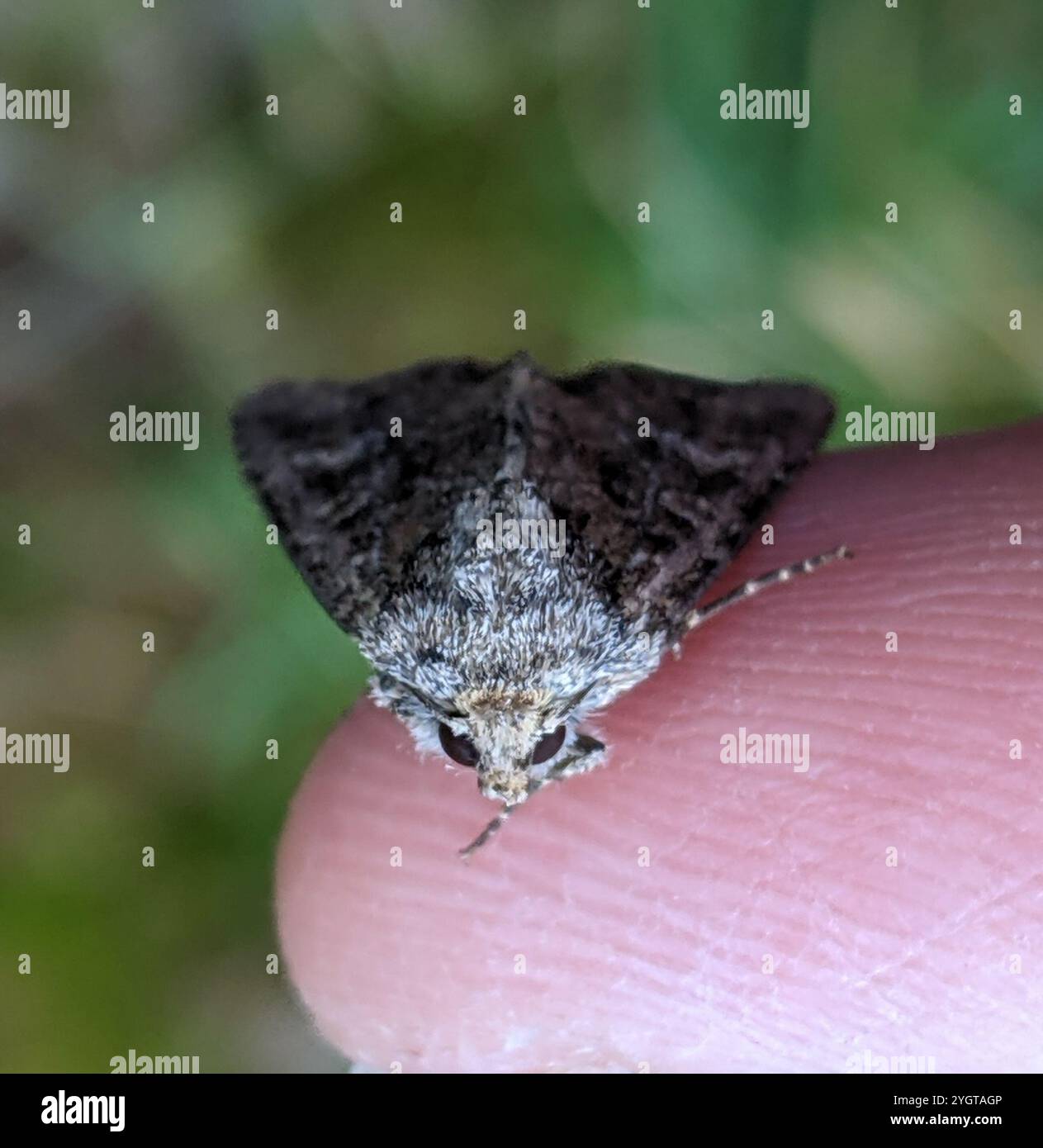 Small Clouded Brindle (Apamea unanimis Stock Photo - Alamy