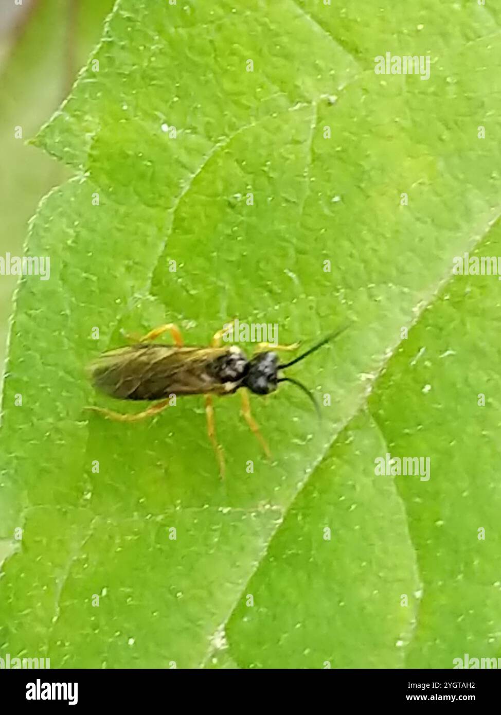 Common Sawflies (Tenthredinidae Stock Photo - Alamy