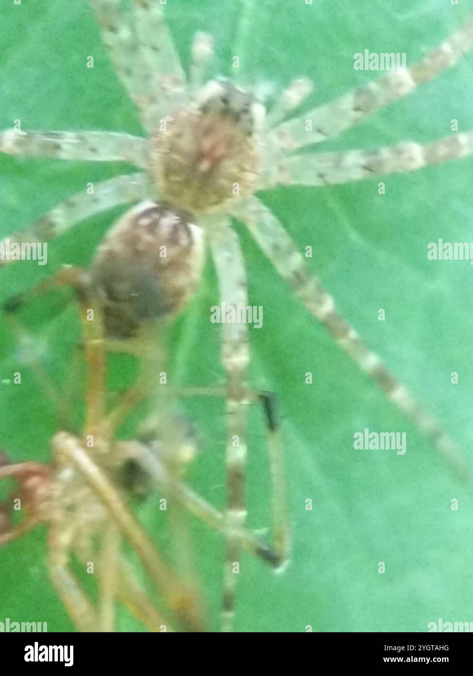 Fishing Spiders (Dolomedes Stock Photo - Alamy