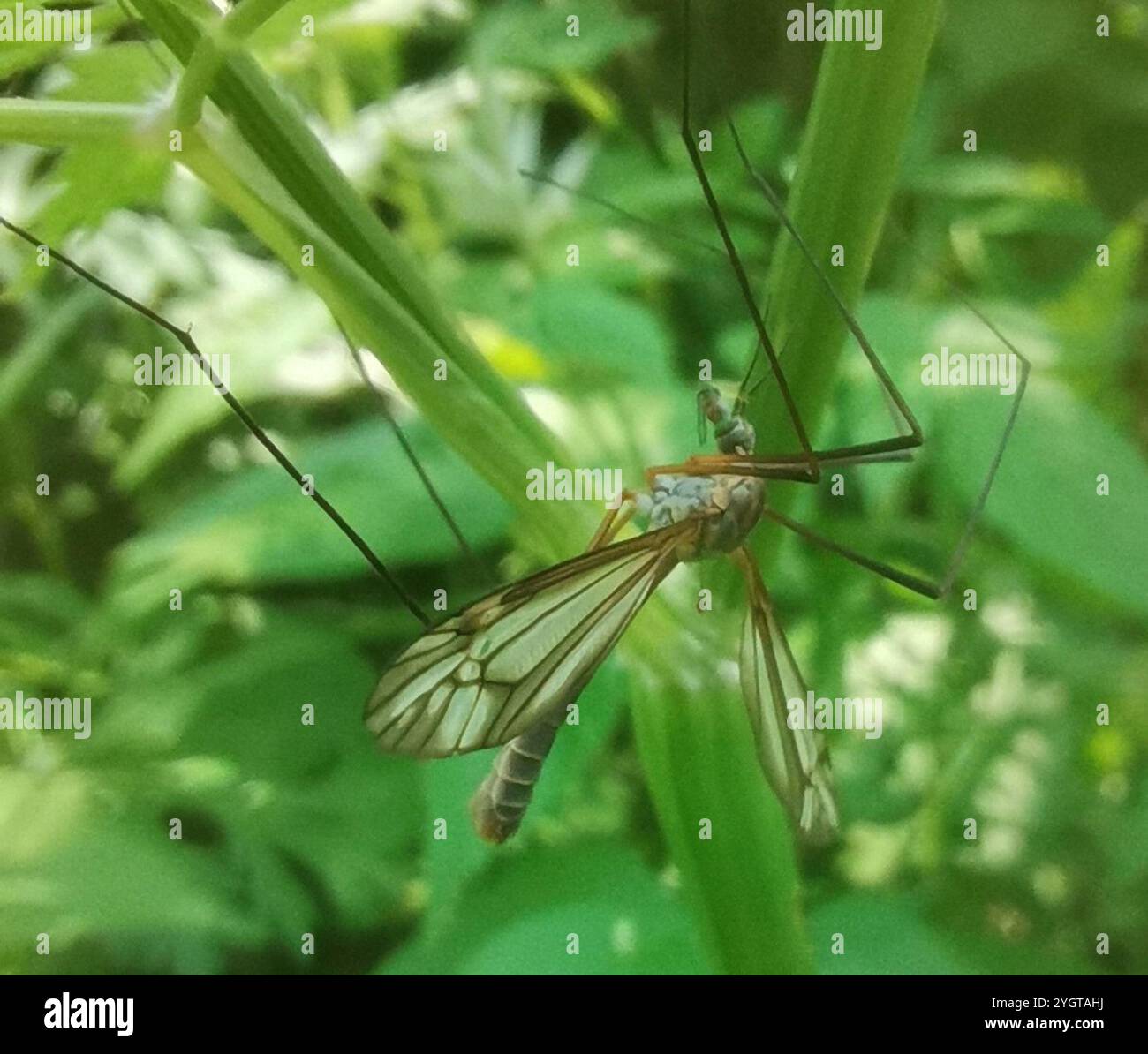 Common Crane Flies (Tipula Stock Photo - Alamy
