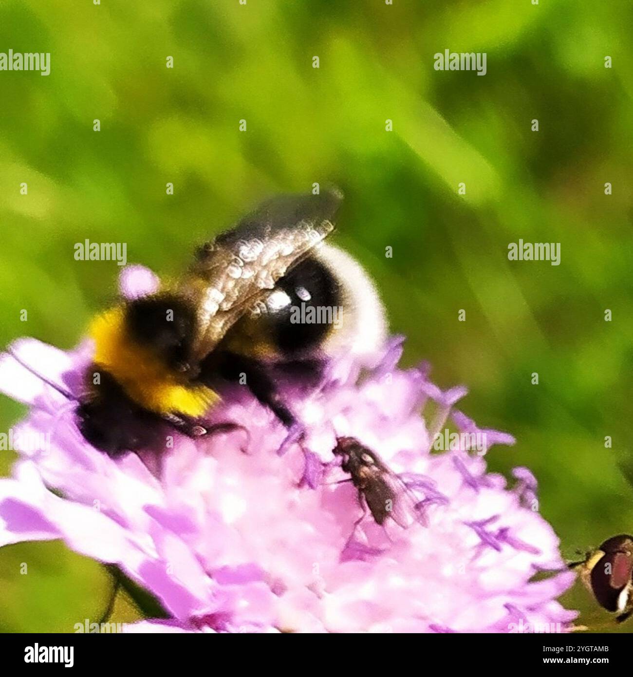 Bohemian Cuckoo Bumble bee (Bombus bohemicus Stock Photo - Alamy