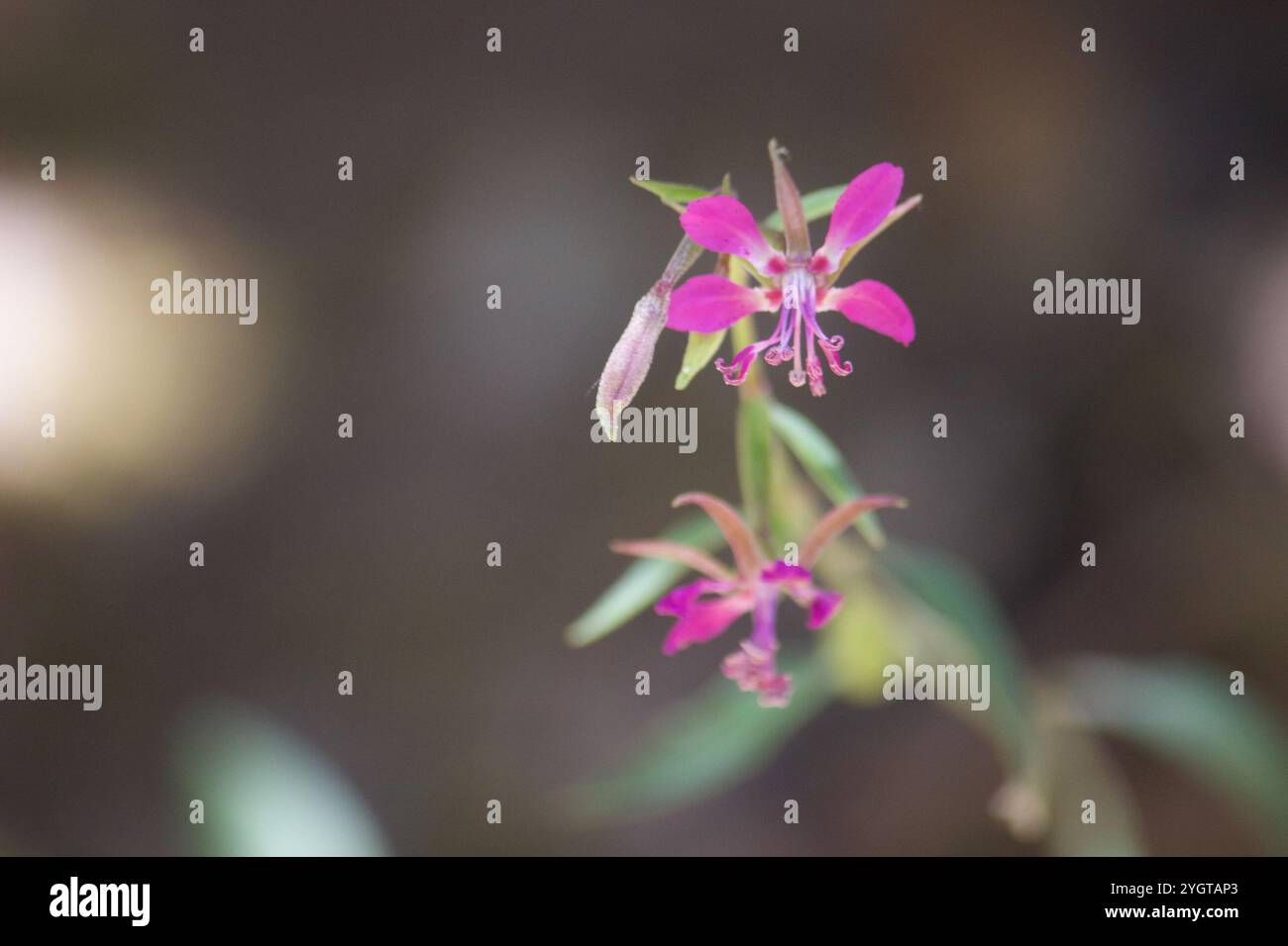 diamond clarkia (Clarkia rhomboidea Stock Photo - Alamy