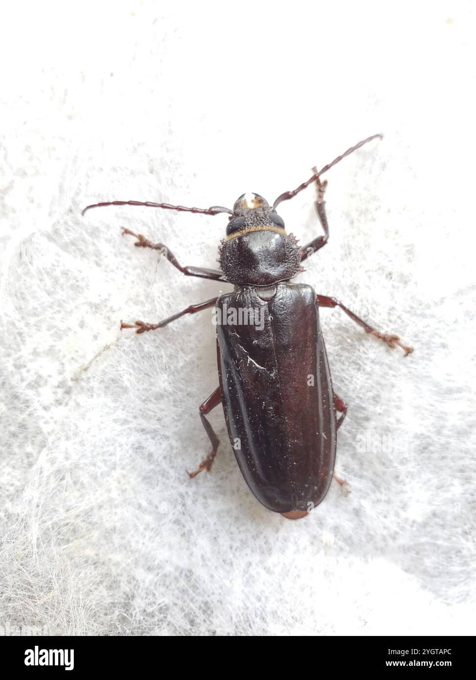 Hardwood Stump Borer (Mallodon dasystomus Stock Photo - Alamy