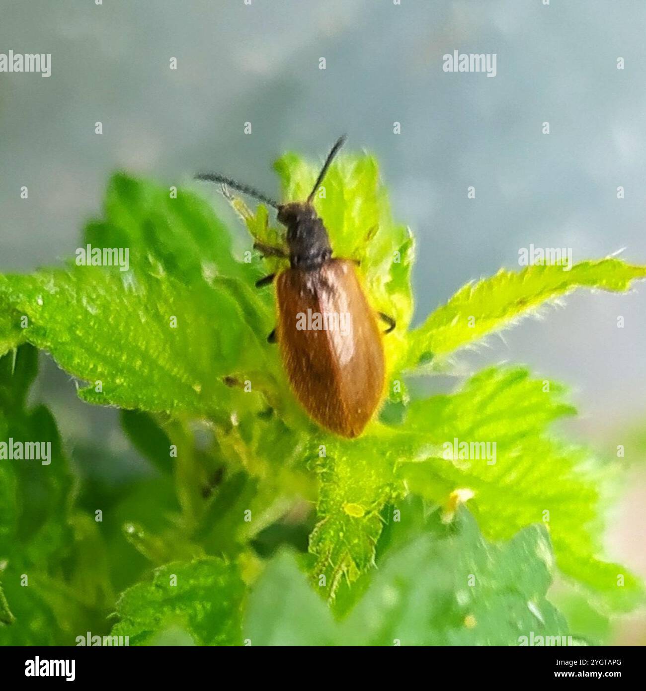 Rough-haired Lagria Beetle (Lagria hirta Stock Photo - Alamy