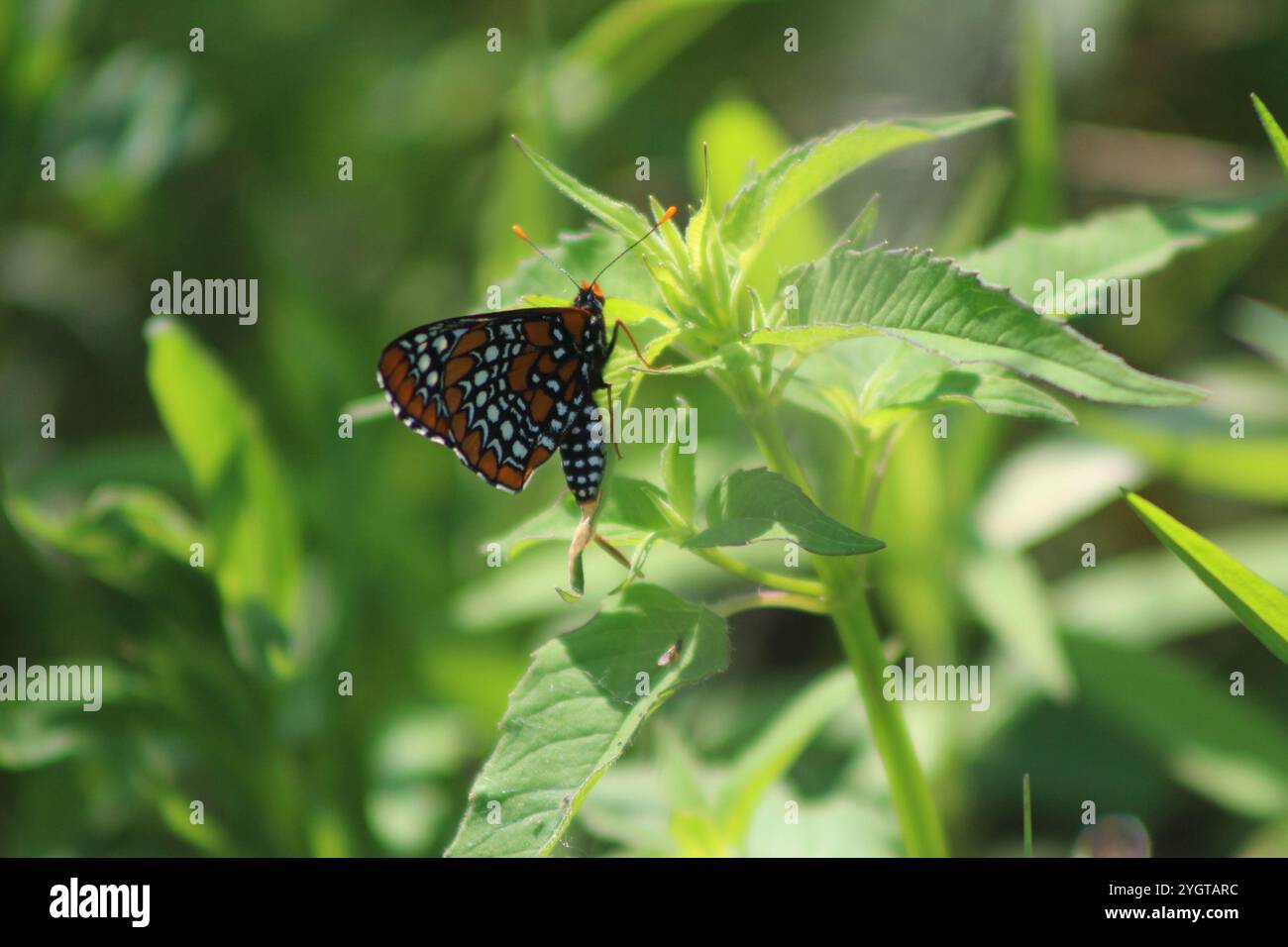 Baltimore checkerspot euphydryas phaeton hi-res stock photography and ...