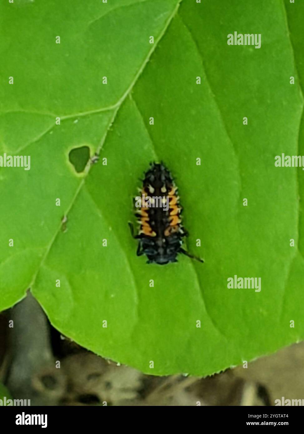Asian Lady Beetle (Harmonia axyridis Stock Photo - Alamy