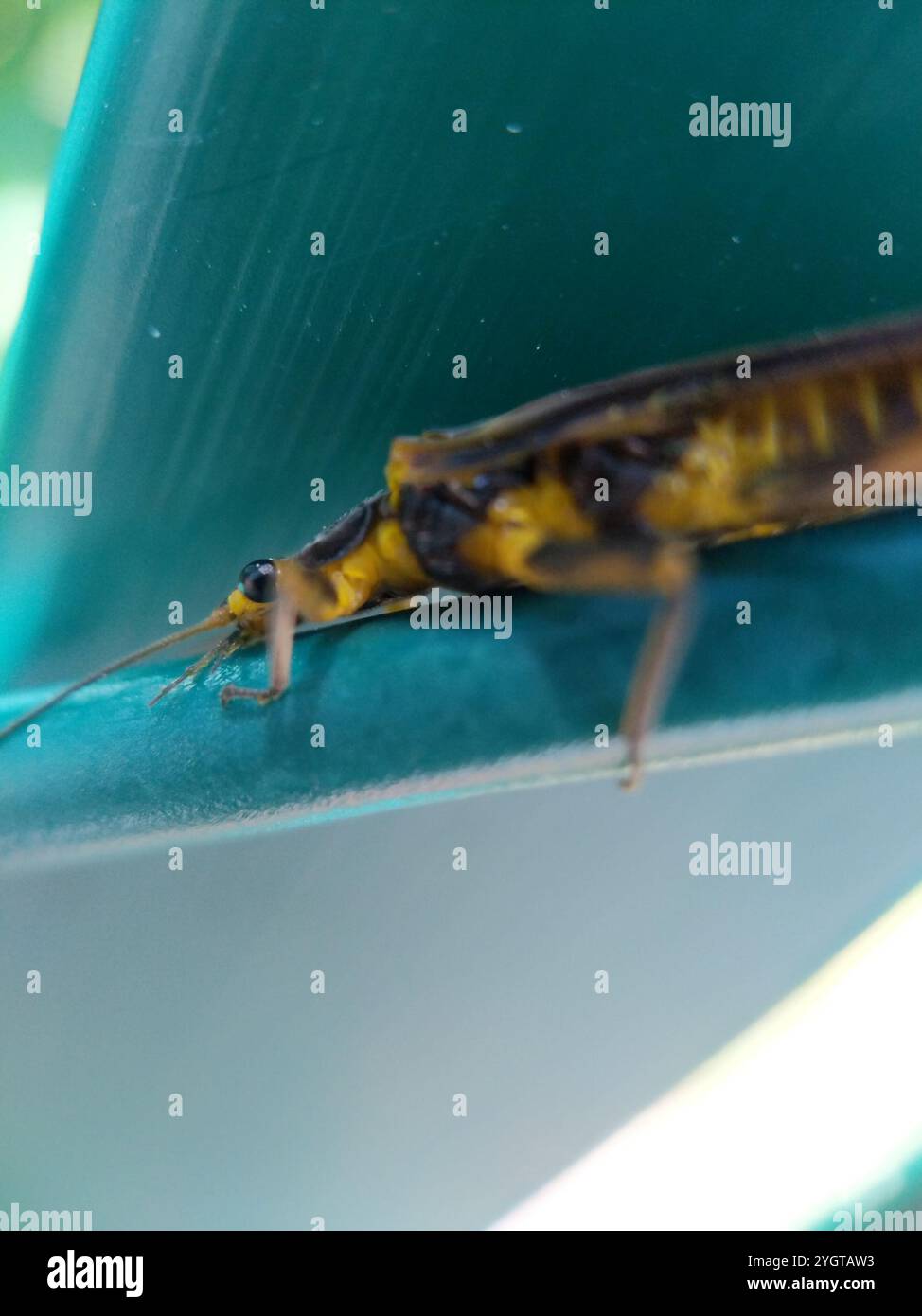 Common Stoneflies (Perlidae Stock Photo - Alamy