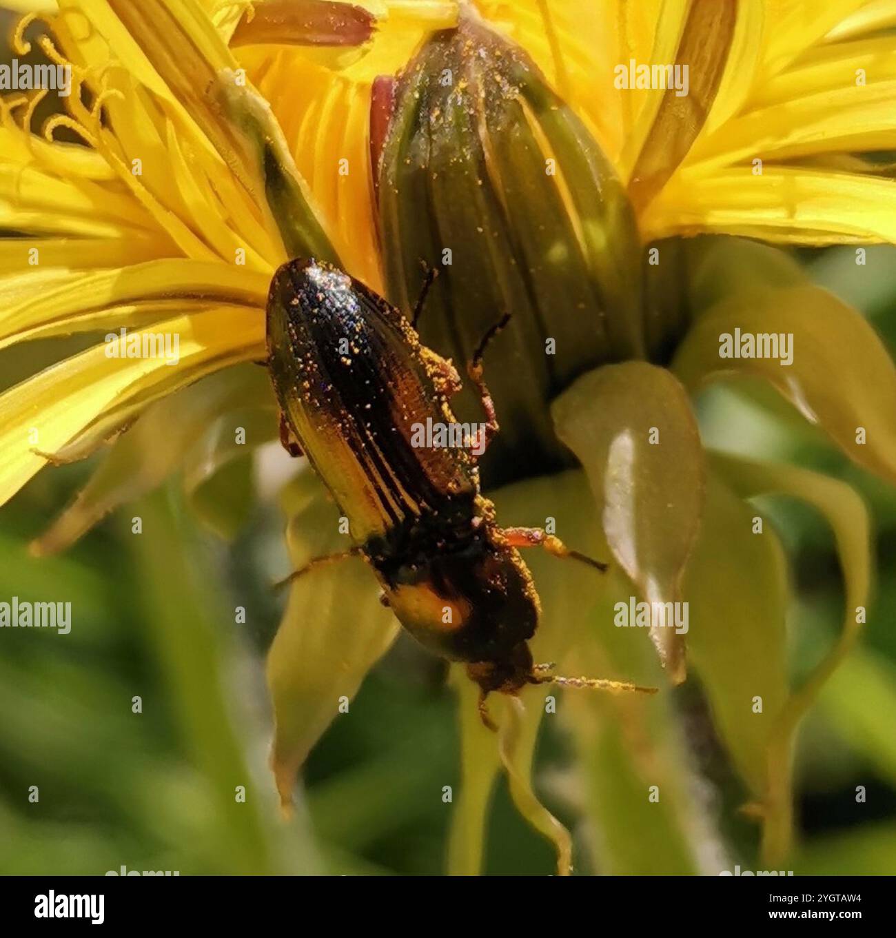 green click beetle (Selatosomus aeneus Stock Photo - Alamy