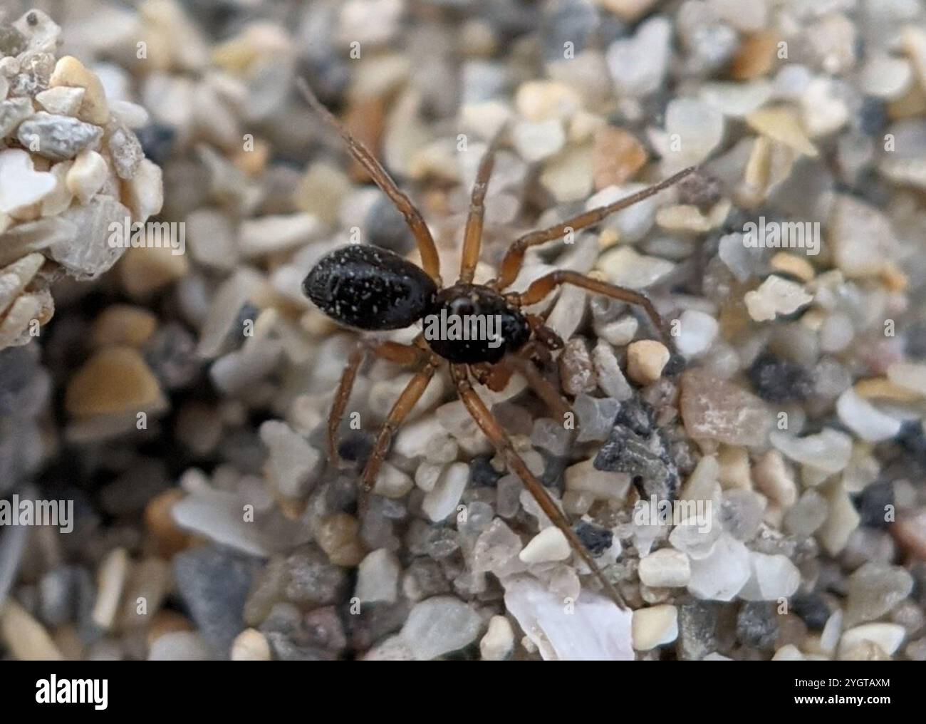 Oedothorax gibbosus hi-res stock photography and images - Alamy