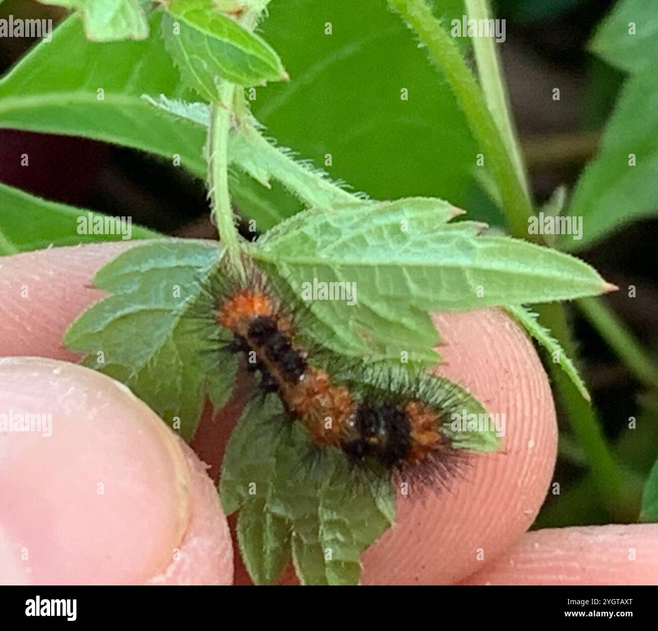 Giant Leopard Moth (Hypercompe scribonia Stock Photo - Alamy