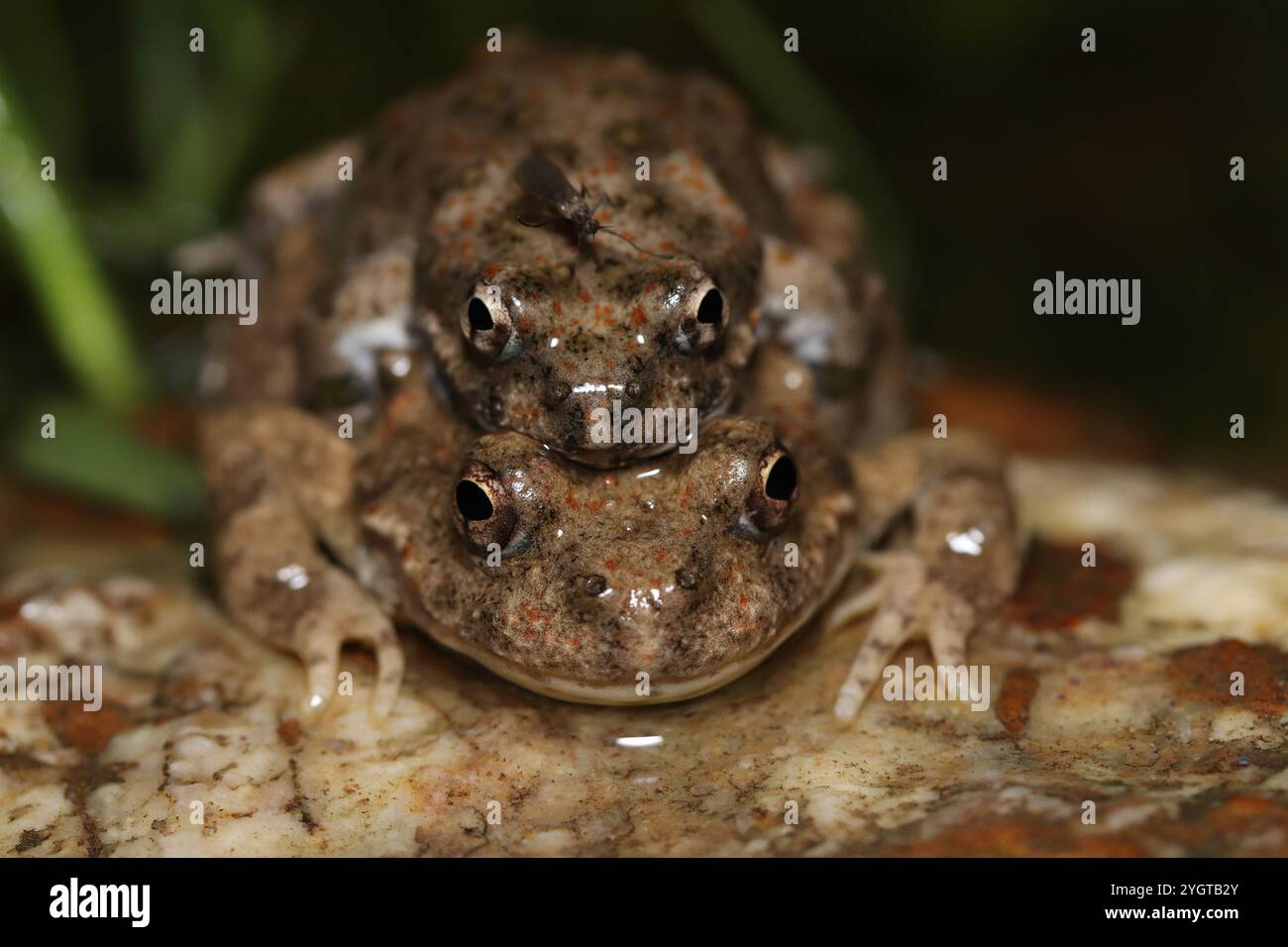 Cape Caco (Cacosternum capense Stock Photo - Alamy