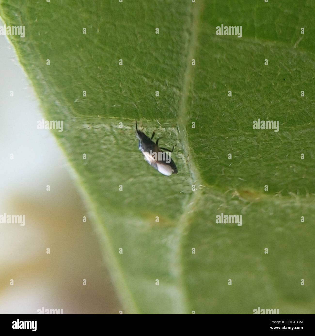 Orius hi-res stock photography and images - Alamy