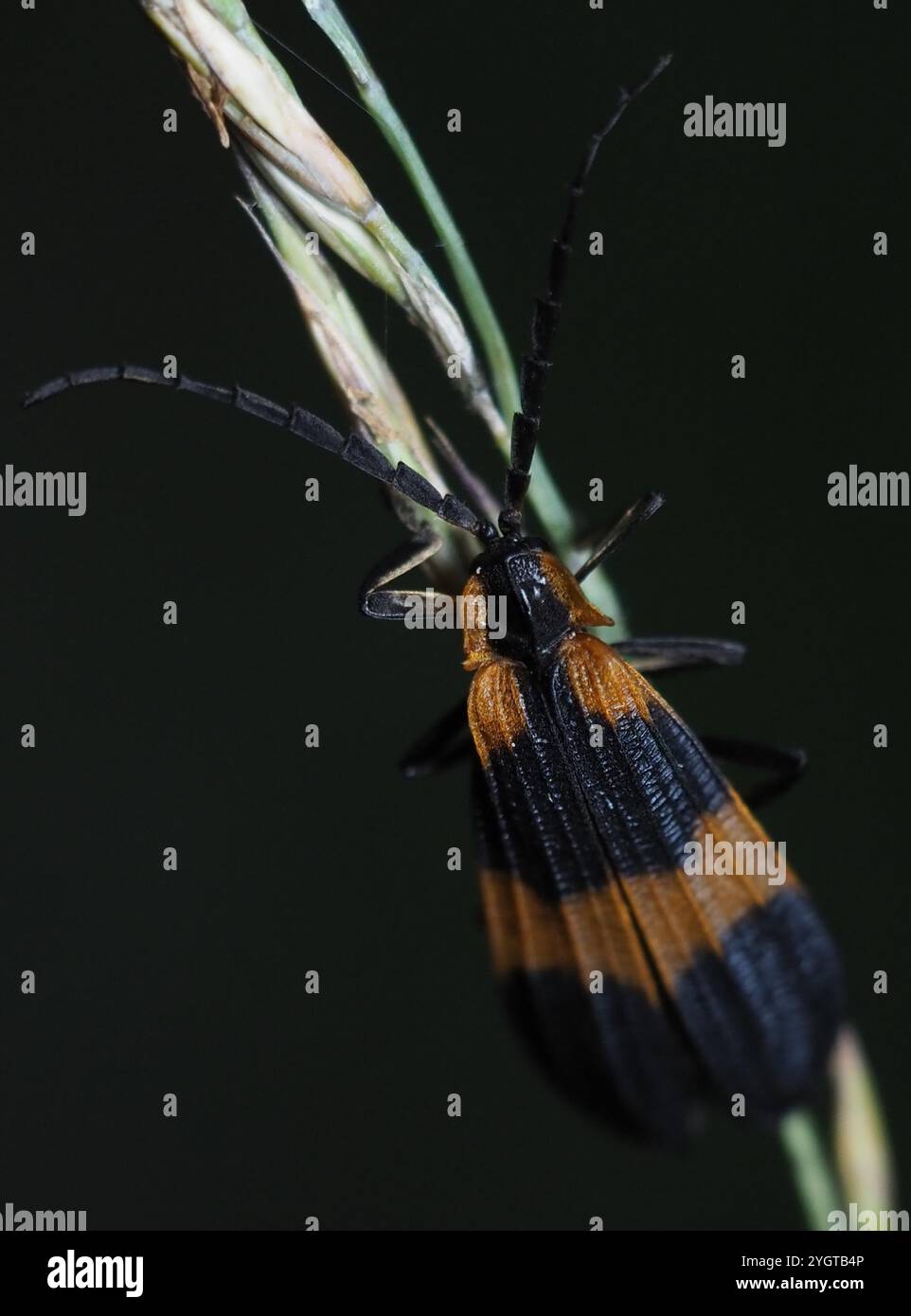 Reticulated net winged beetle hi-res stock photography and images - Alamy