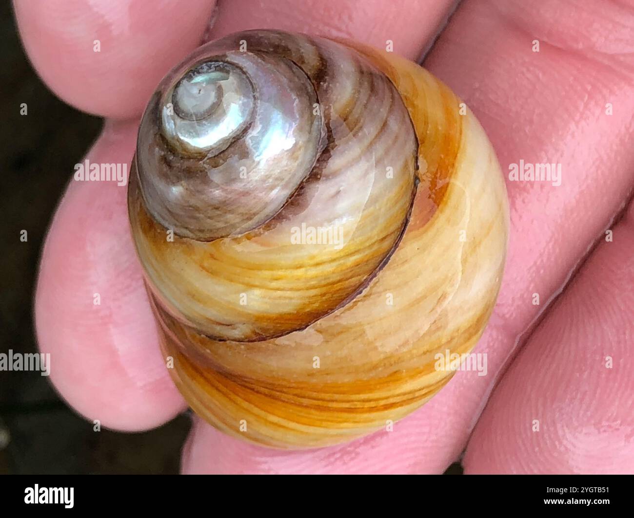 Tegula brunnea hi-res stock photography and images - Alamy