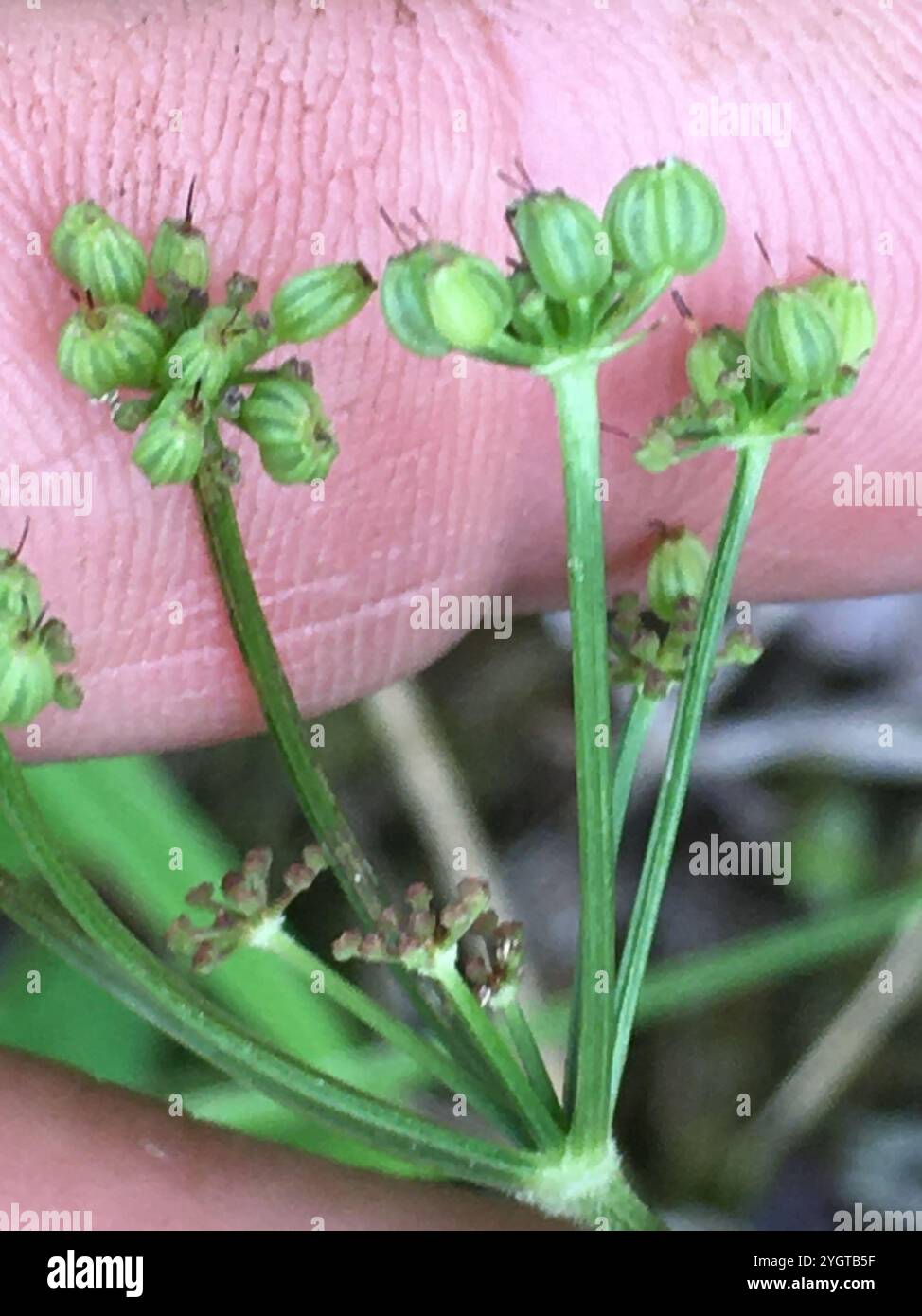 purple meadow-parsnip (Thaspium trifoliatum trifoliatum Stock Photo - Alamy