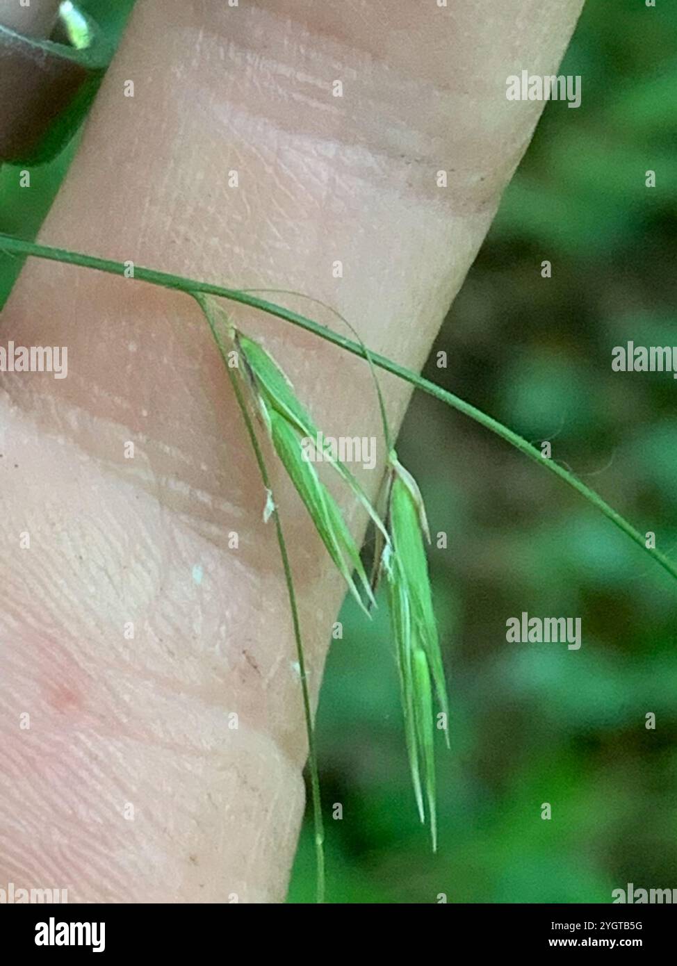 Alaska Oniongrass (Melica subulata Stock Photo - Alamy