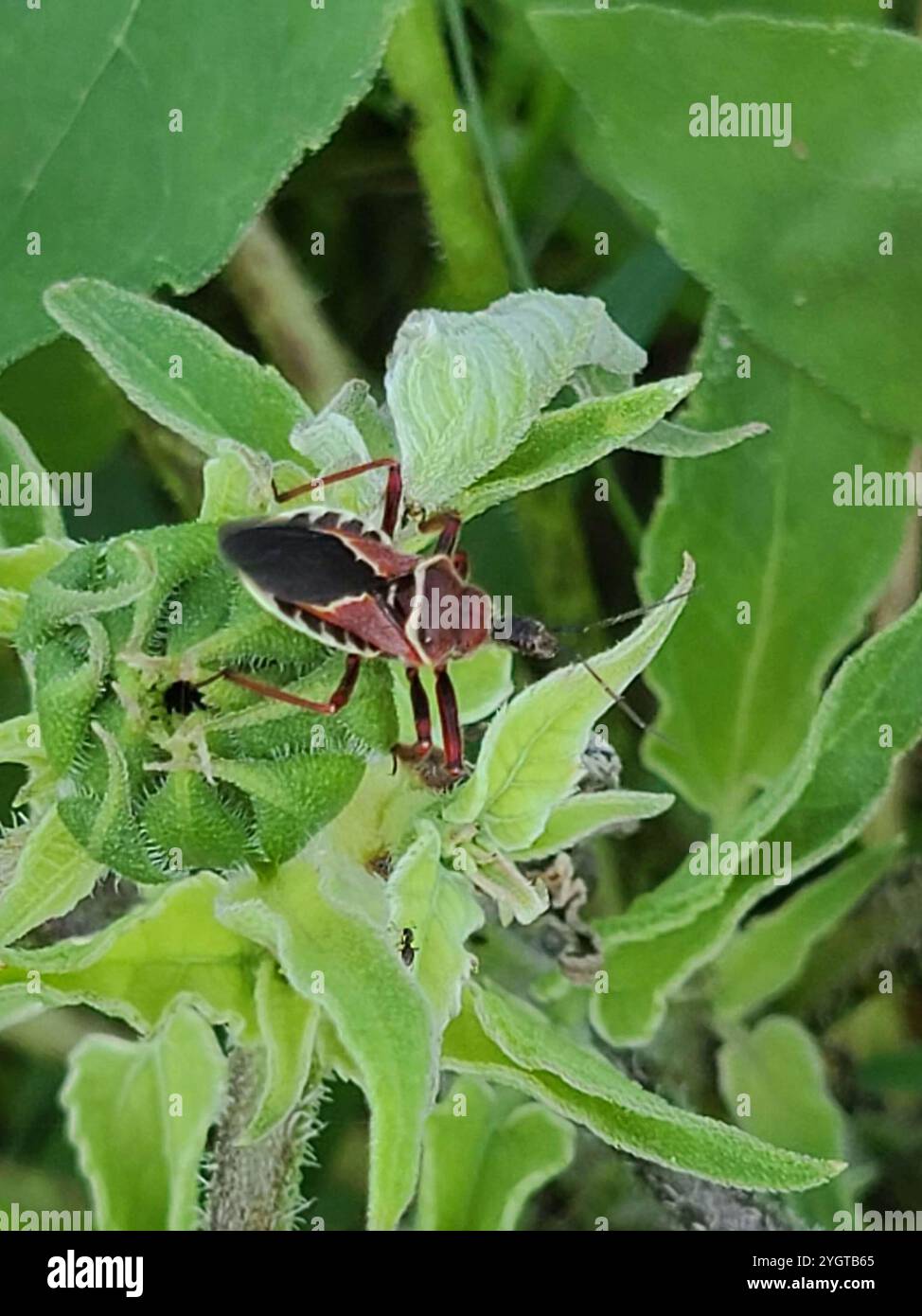 Plains Bee Assassin (Apiomerus spissipes Stock Photo - Alamy