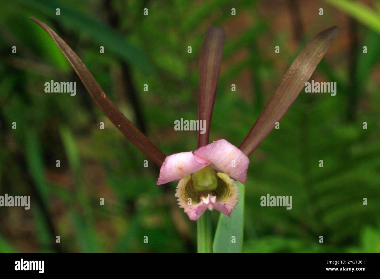 large spreading pogonia (Cleistesiopsis divaricata Stock Photo - Alamy