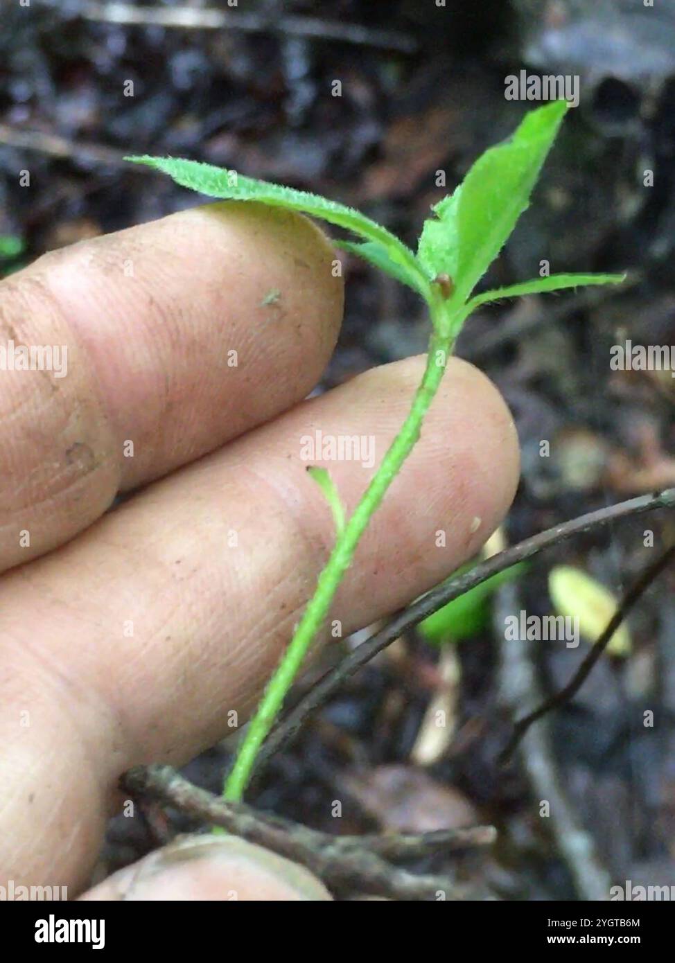 Pinxter Flower (Rhododendron periclymenoides Stock Photo - Alamy