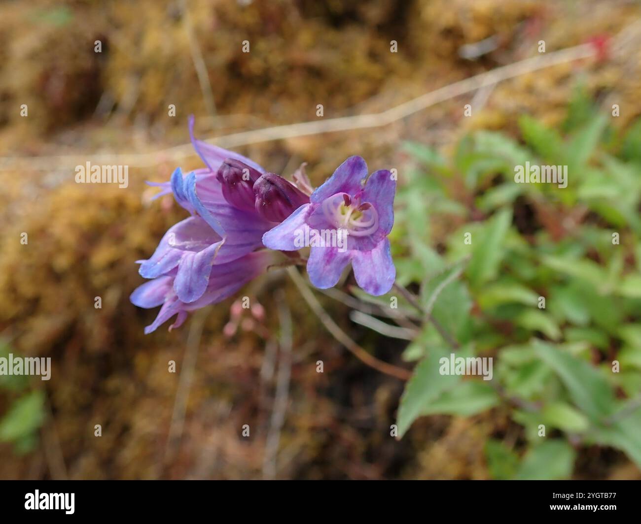 Penstemon serrulatus hi-res stock photography and images - Alamy